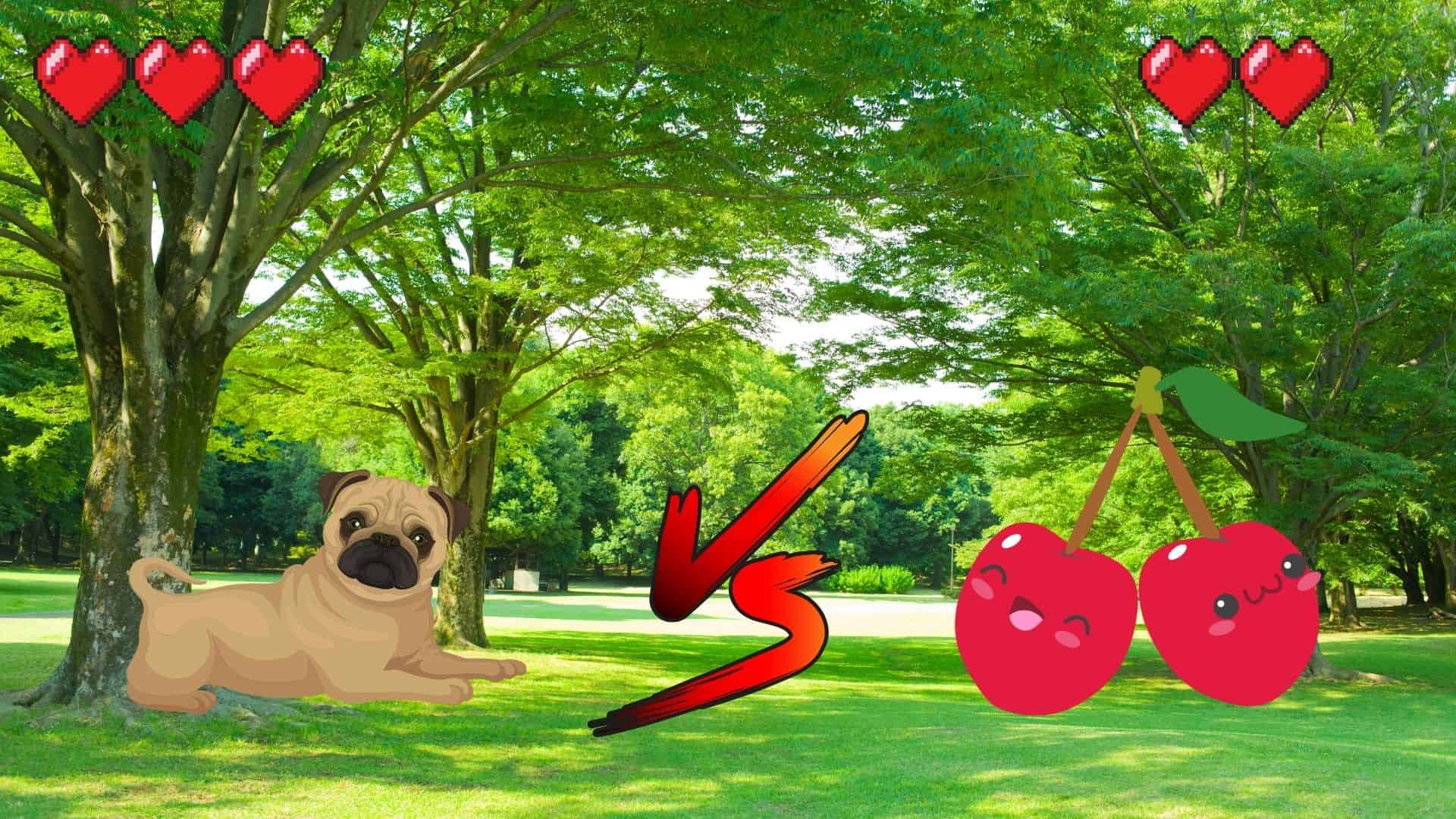 CAN DOGS EAT CHERRIES? [CYANIDE ALERT] - Safe For Dog