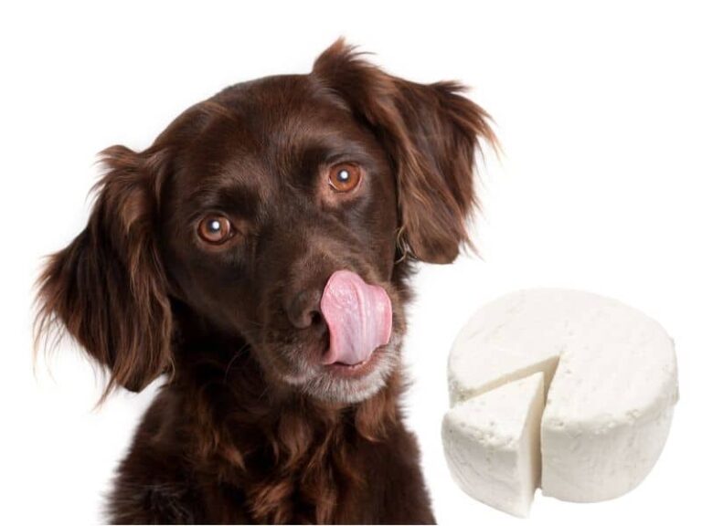 CAN DOGS EAT CREAM CHEESE? [MIND THE GARLIC] - Safe For Dog