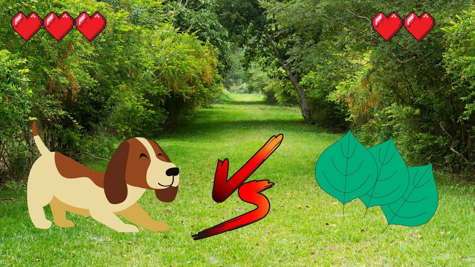 CAN DOGS EAT MINT? [LIVER PROBLEM] - Safe For Dog