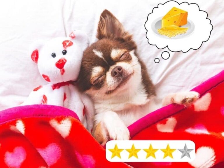 CAN DOGS EAT CHEESE [23 CHEESES RANKED BEST TO WORST ] - Safe For Dog