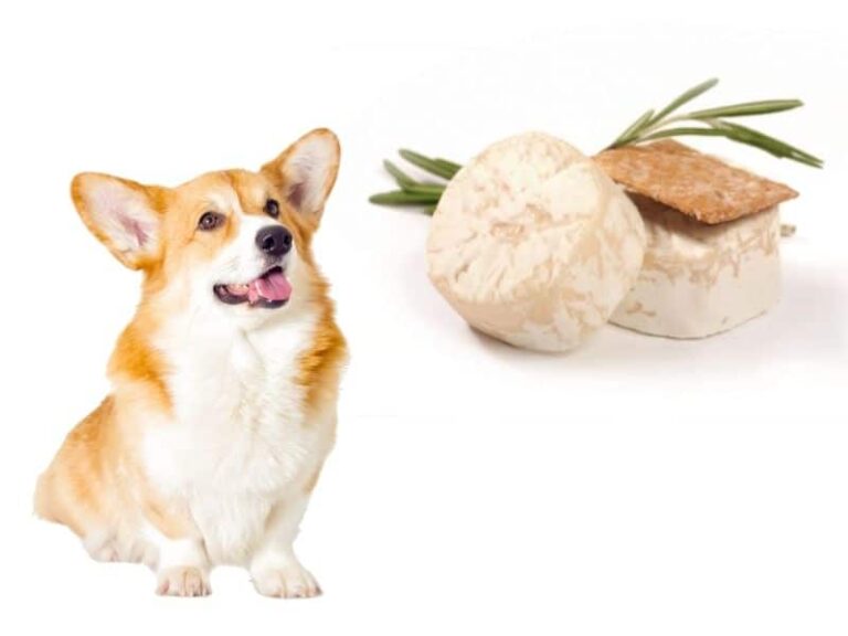 CAN DOGS EAT CHEESE [23 CHEESES RANKED BEST TO WORST ] - Safe For Dog