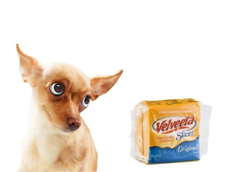 CAN DOGS EAT CHEESE [23 CHEESES RANKED BEST TO WORST ] - Safe For Dog