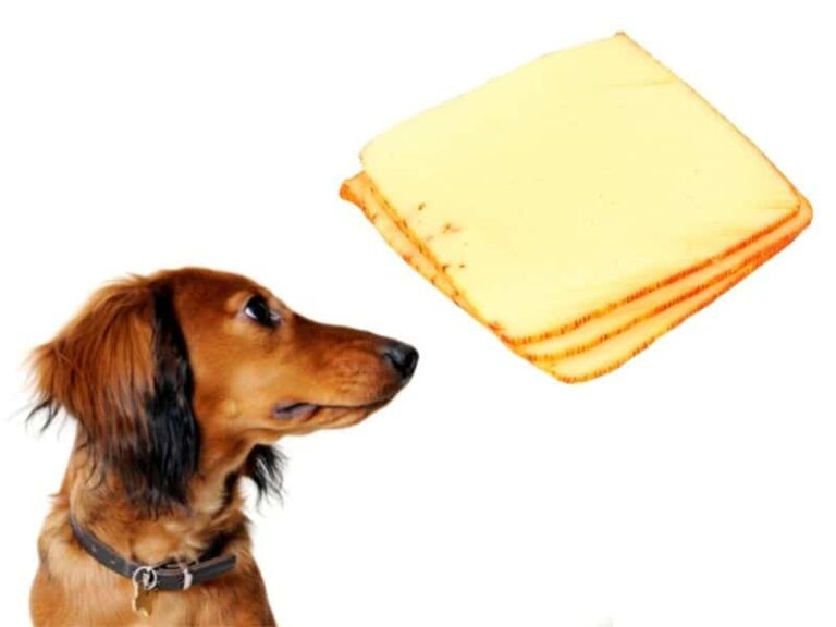 CAN DOGS EAT CHEESE [23 CHEESES RANKED BEST TO WORST ] - Safe For Dog