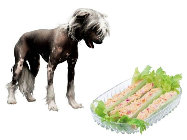 CAN DOGS EAT CHEESE [23 CHEESES RANKED BEST TO WORST ] - Safe For Dog