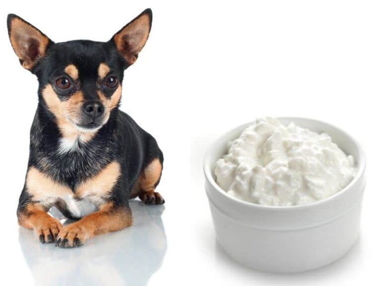 CAN DOGS EAT CHEESE [23 CHEESES RANKED BEST TO WORST ] - Safe For Dog