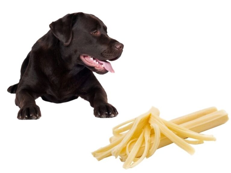 CAN DOGS EAT CHEESE [23 CHEESES RANKED BEST TO WORST ] - Safe For Dog