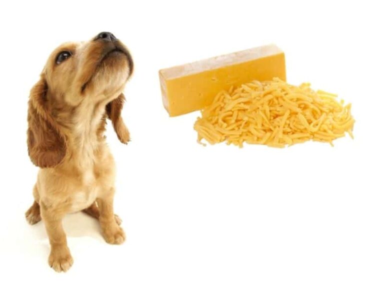 CAN DOGS EAT CHEESE [23 CHEESES RANKED BEST TO WORST ] - Safe For Dog