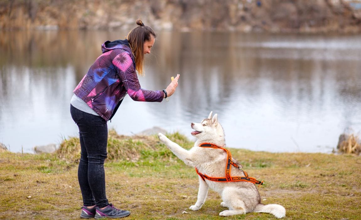 The Science Behind Dog Training: Understanding Your Pet's Behavior ...